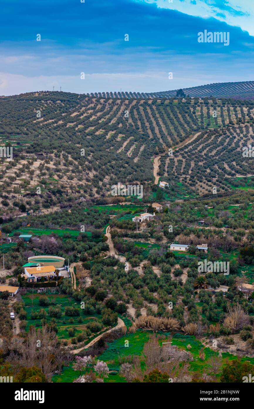 Spanish landscape of olive trees with a beautiful relief Stock Photo ...