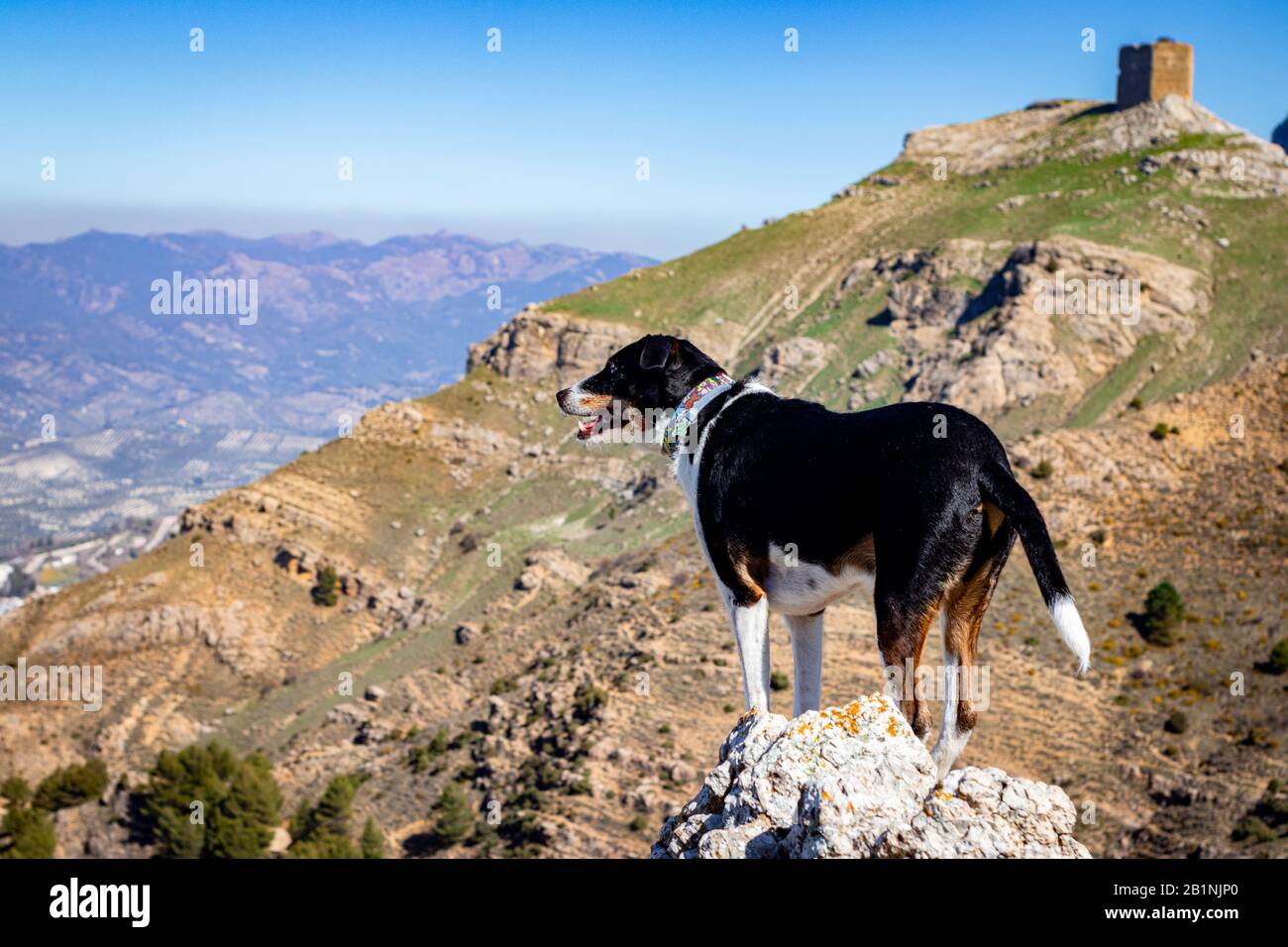 Seated hunting dog hi-res stock photography and images - Alamy