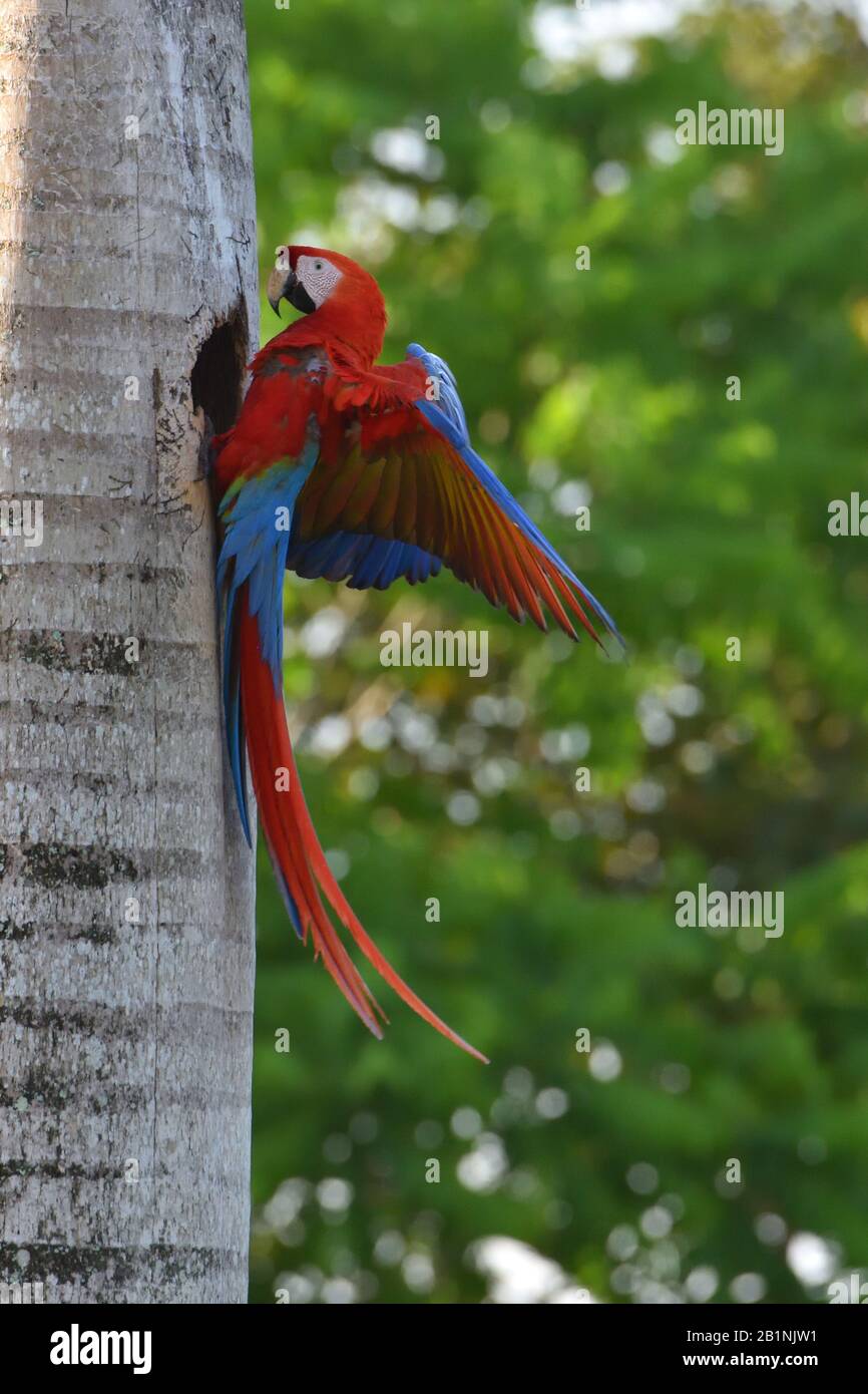 Scarlet macaw in flight on the nest Stock Photo - Alamy