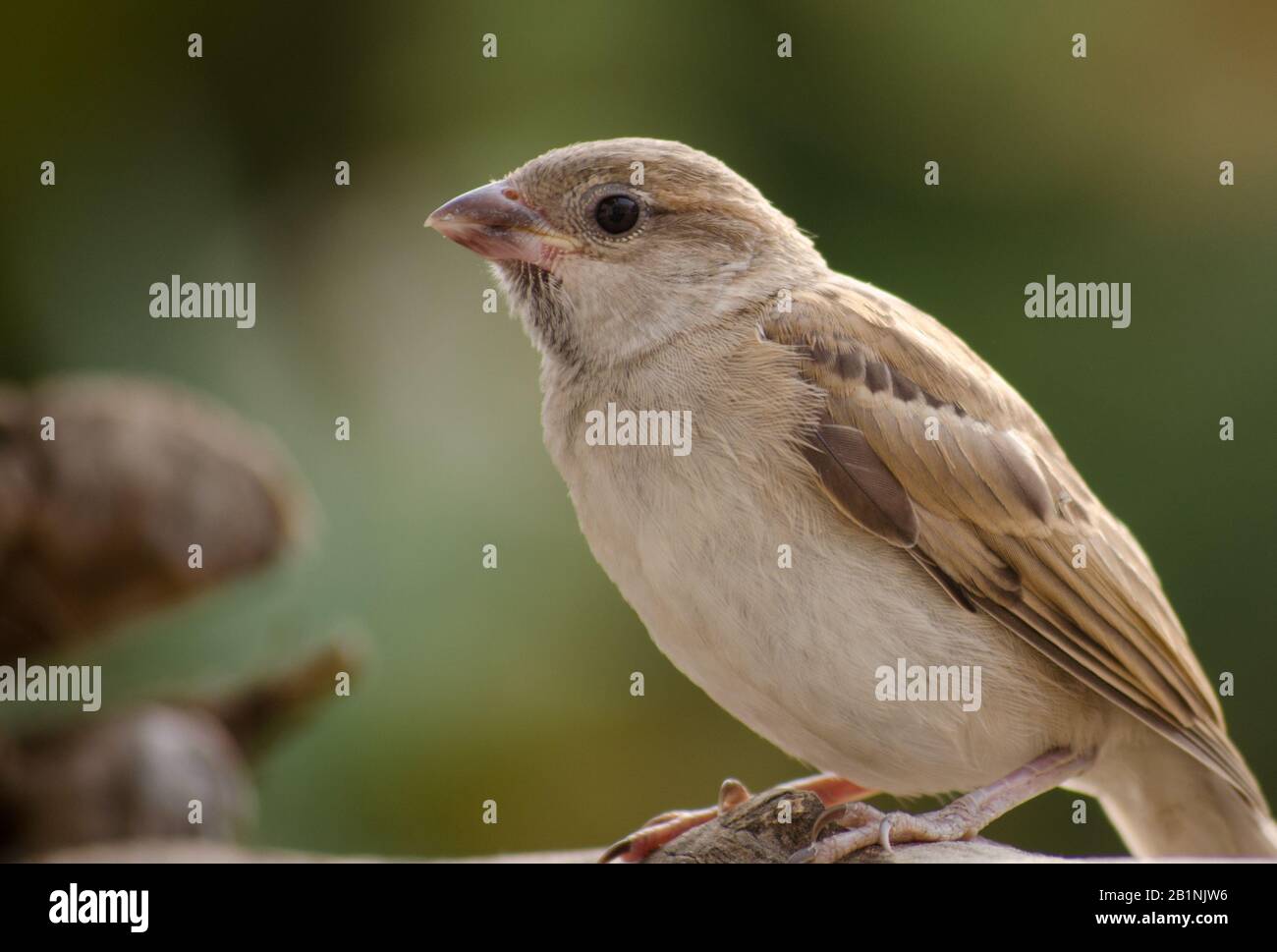 Cute Beautiful little sparrow bird portrait Stock Photo - Alamy