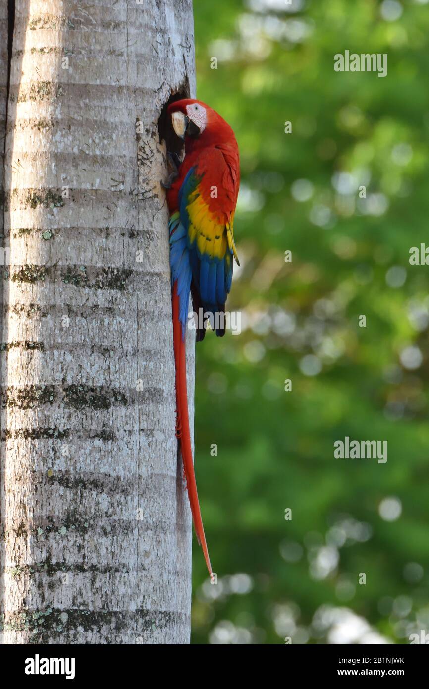 Scarlet macaw nest hi-res stock photography and images - Alamy
