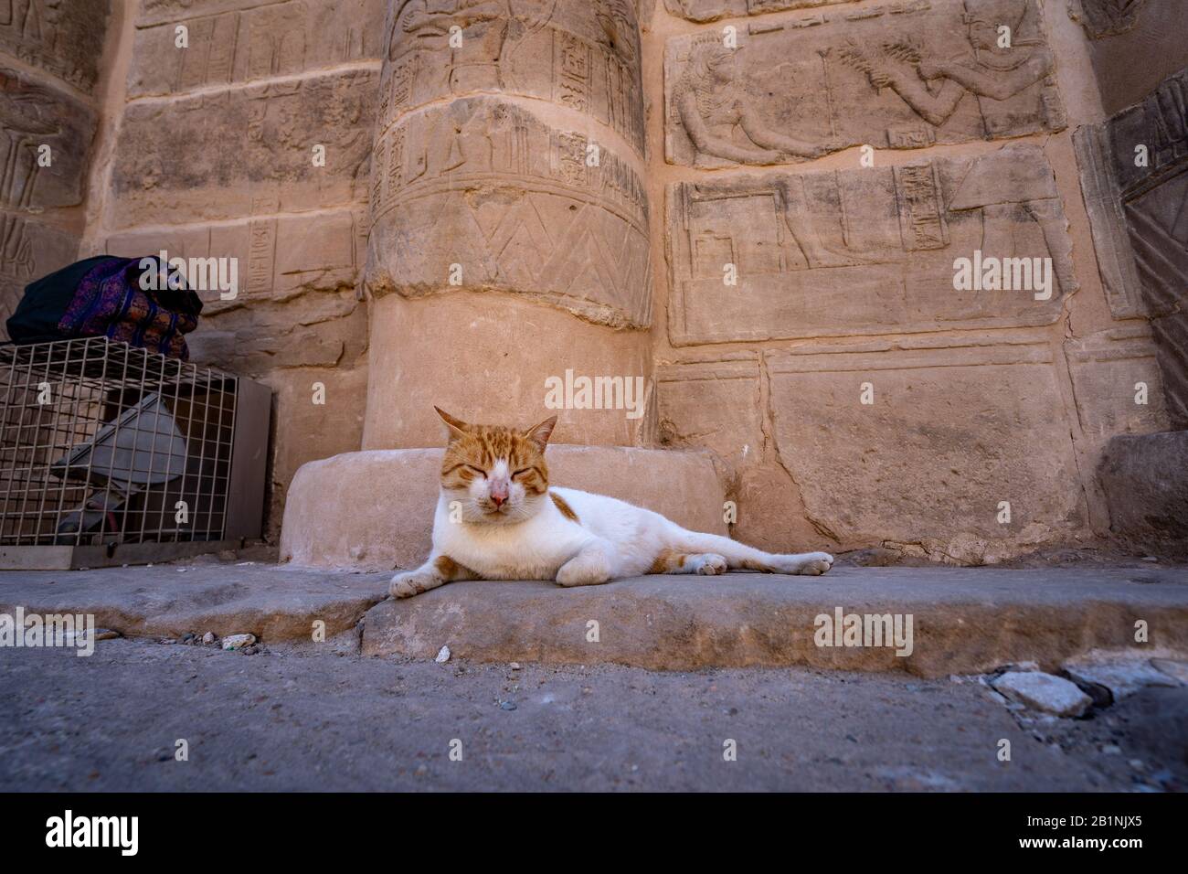 Ginger cat resting by the walls of the Temple of Isis in Aswan, Egypt ...