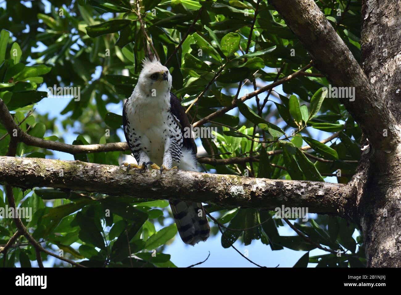A rare Ornate Hawk-Eagle in Costa Rica rainforest Stock Photo - Alamy