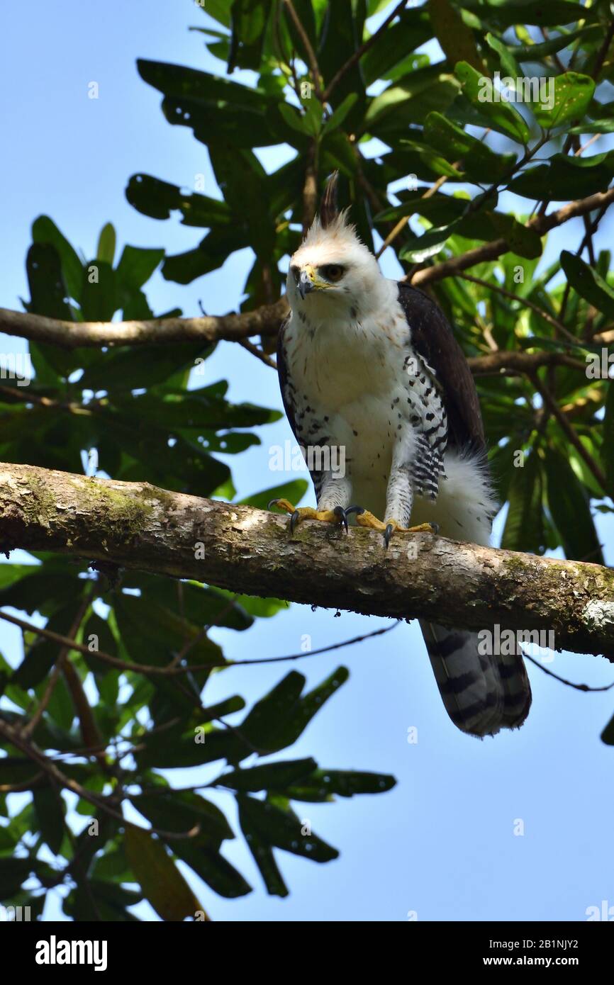 A rare Ornate Hawk-Eagle in Costa Rica rainforest Stock Photo - Alamy