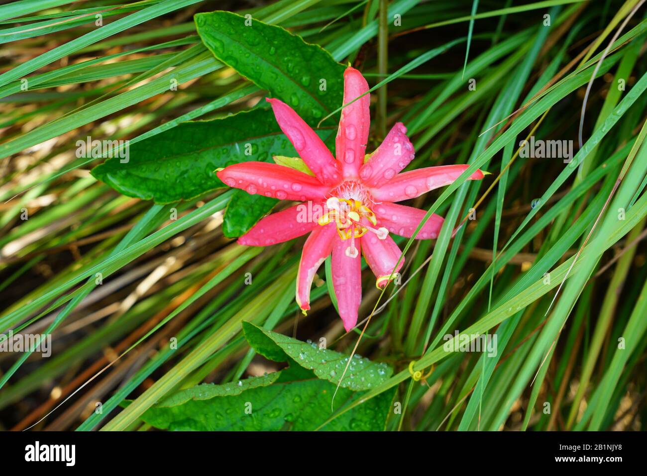 Red flower of the passiflora coccinea vine with rain drops Stock Photo ...