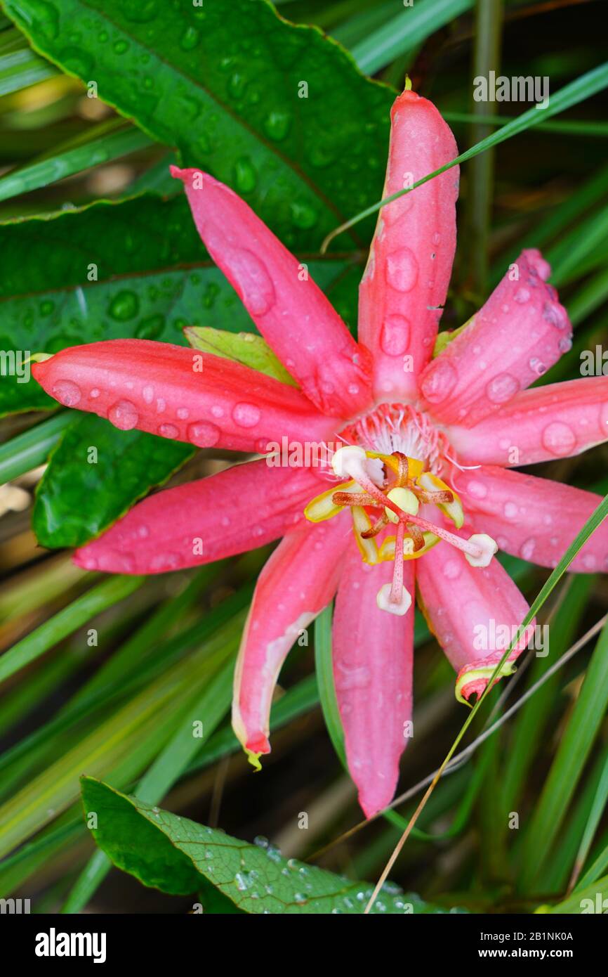 Passiflora coccinea fruit hi-res stock photography and images - Alamy
