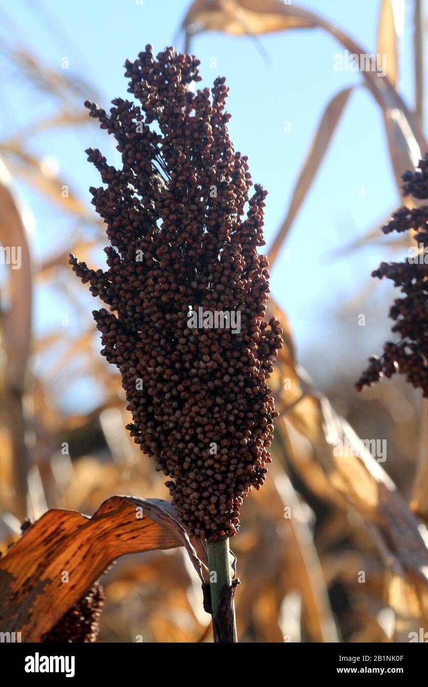 Dry corn (maize) tassel in autumn Stock Photo - Alamy