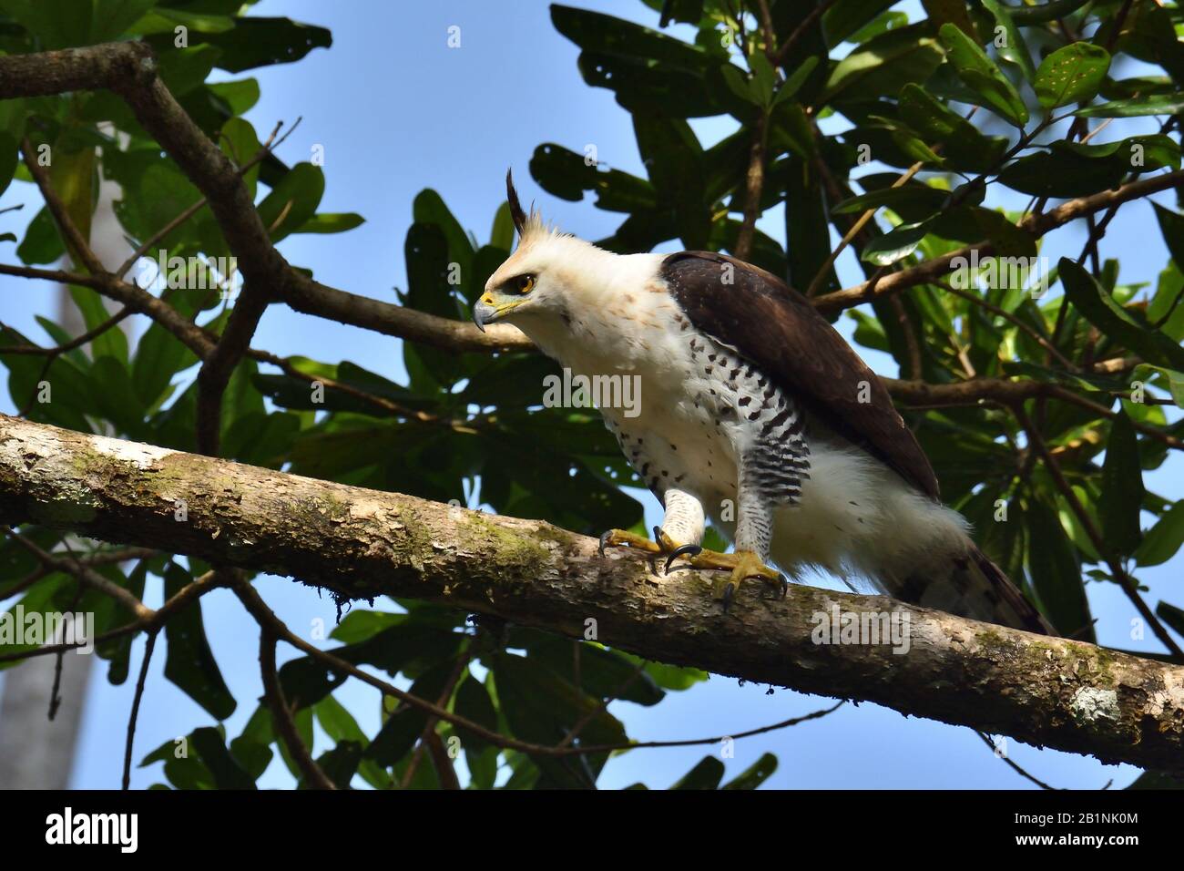 A rare Ornate Hawk-Eagle in Costa Rica rainforest Stock Photo - Alamy