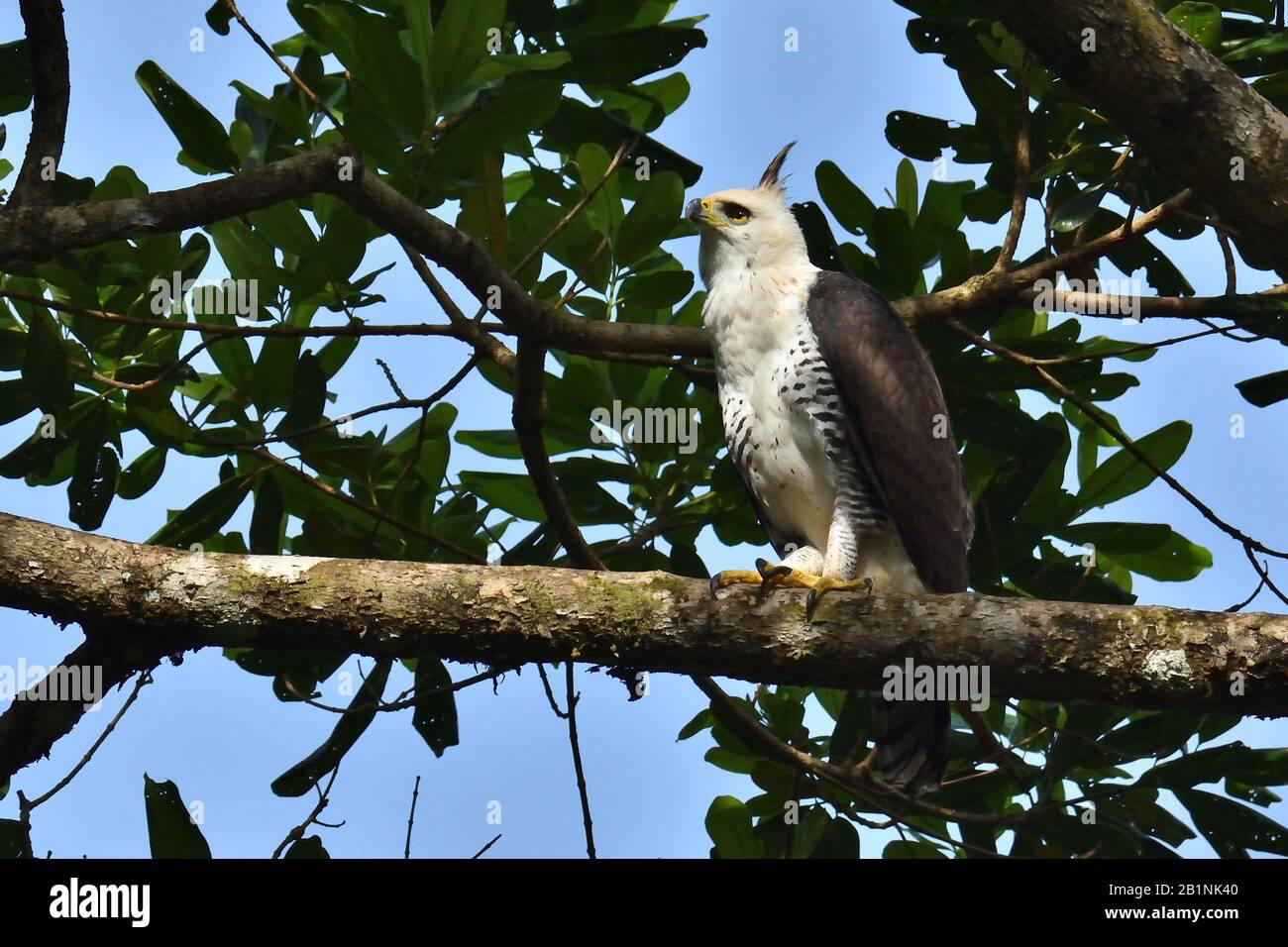 A rare Ornate Hawk-Eagle in Costa Rica rainforest Stock Photo - Alamy