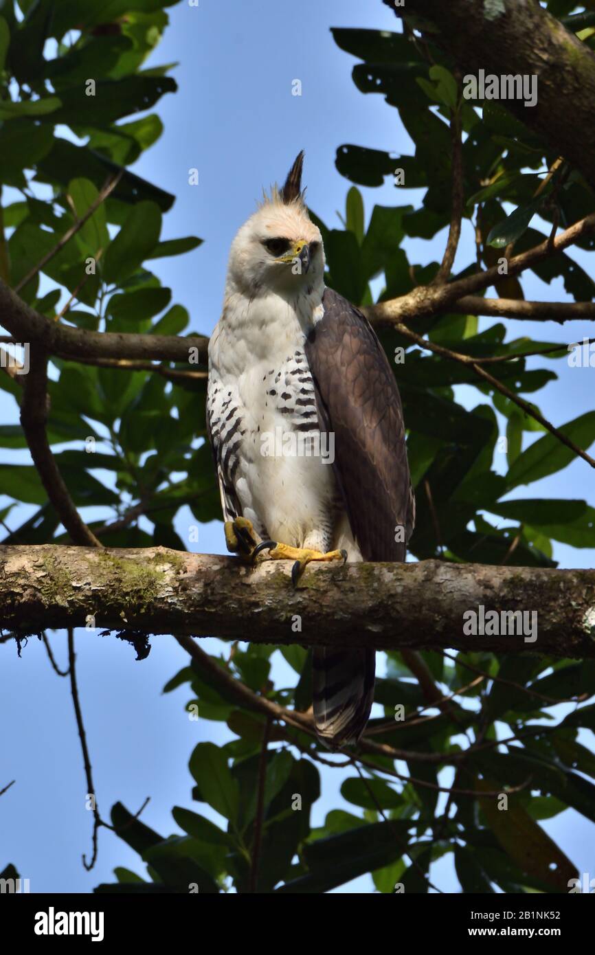 A rare Ornate Hawk-Eagle in Costa Rica rainforest Stock Photo - Alamy