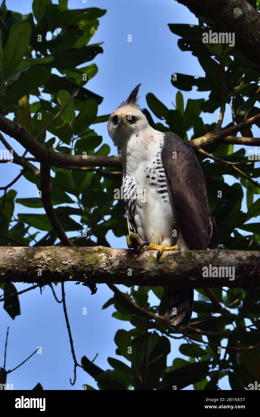 Neotropical eagles hi-res stock photography and images - Alamy