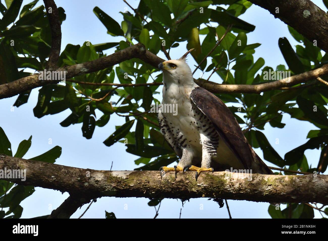 A rare Ornate Hawk-Eagle in Costa Rica rainforest Stock Photo - Alamy