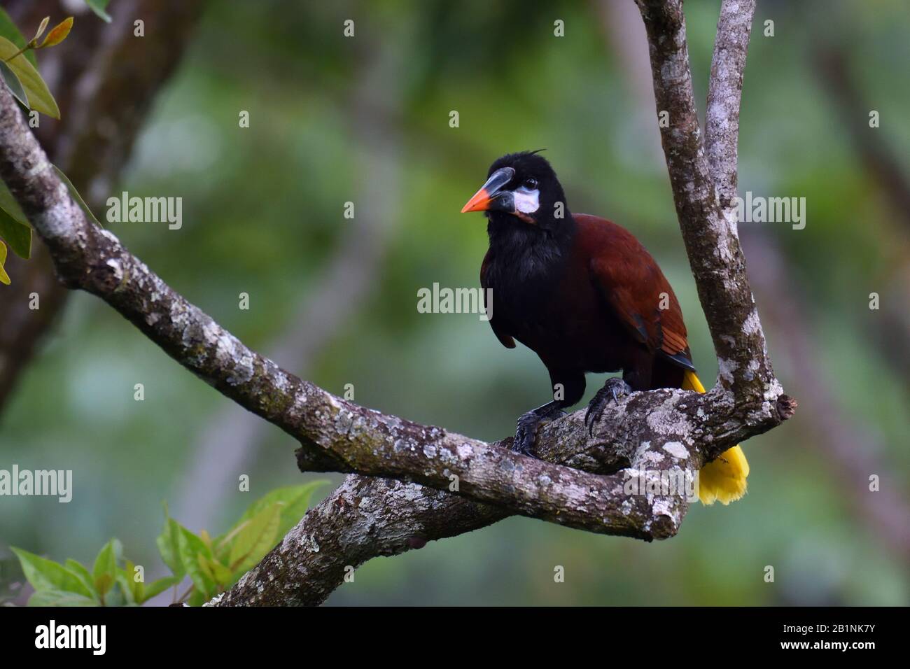 Montezuma oropendola hi-res stock photography and images - Alamy