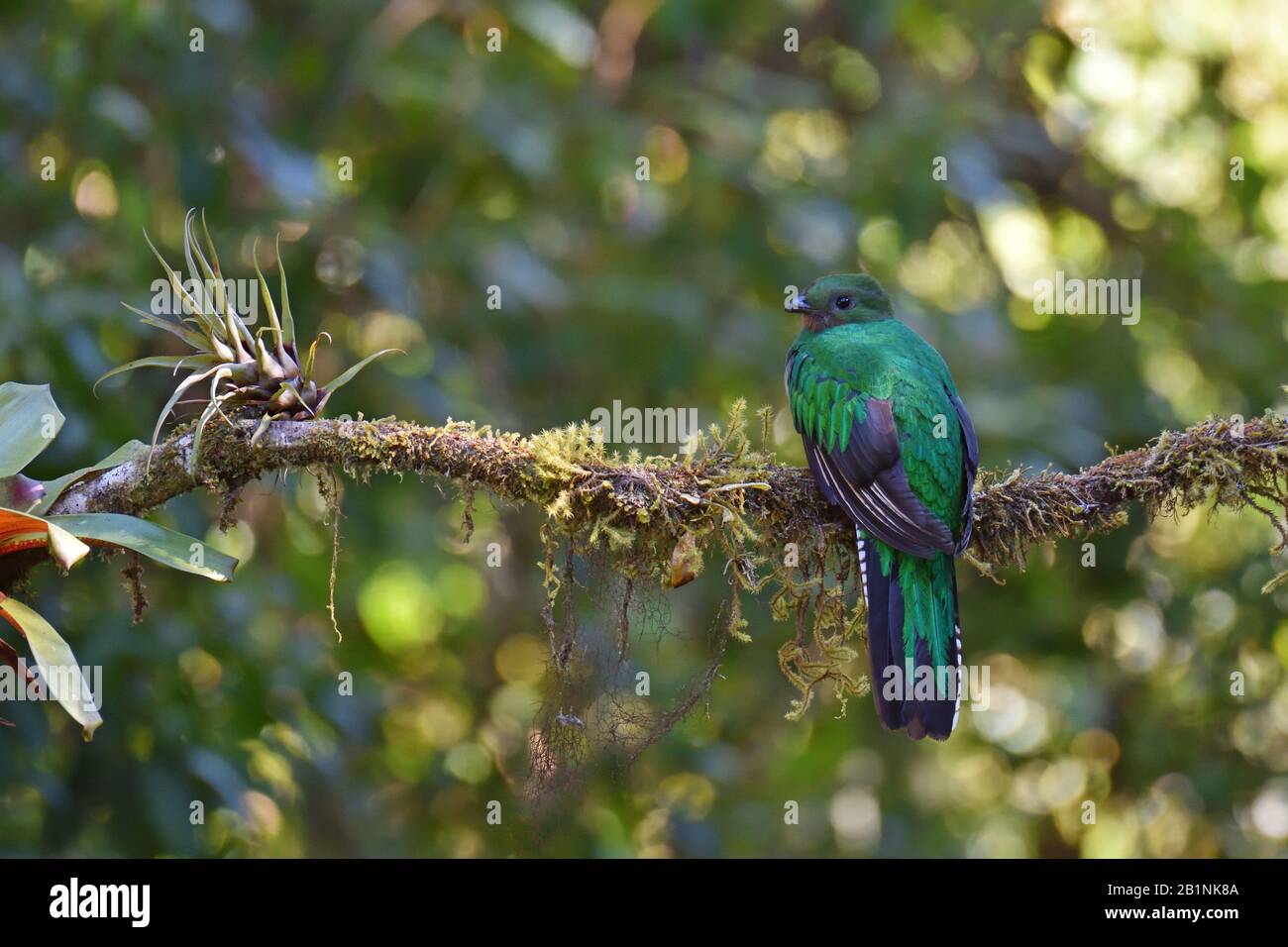 Monteverde cloud forest reserve quetzal hi-res stock photography and ...