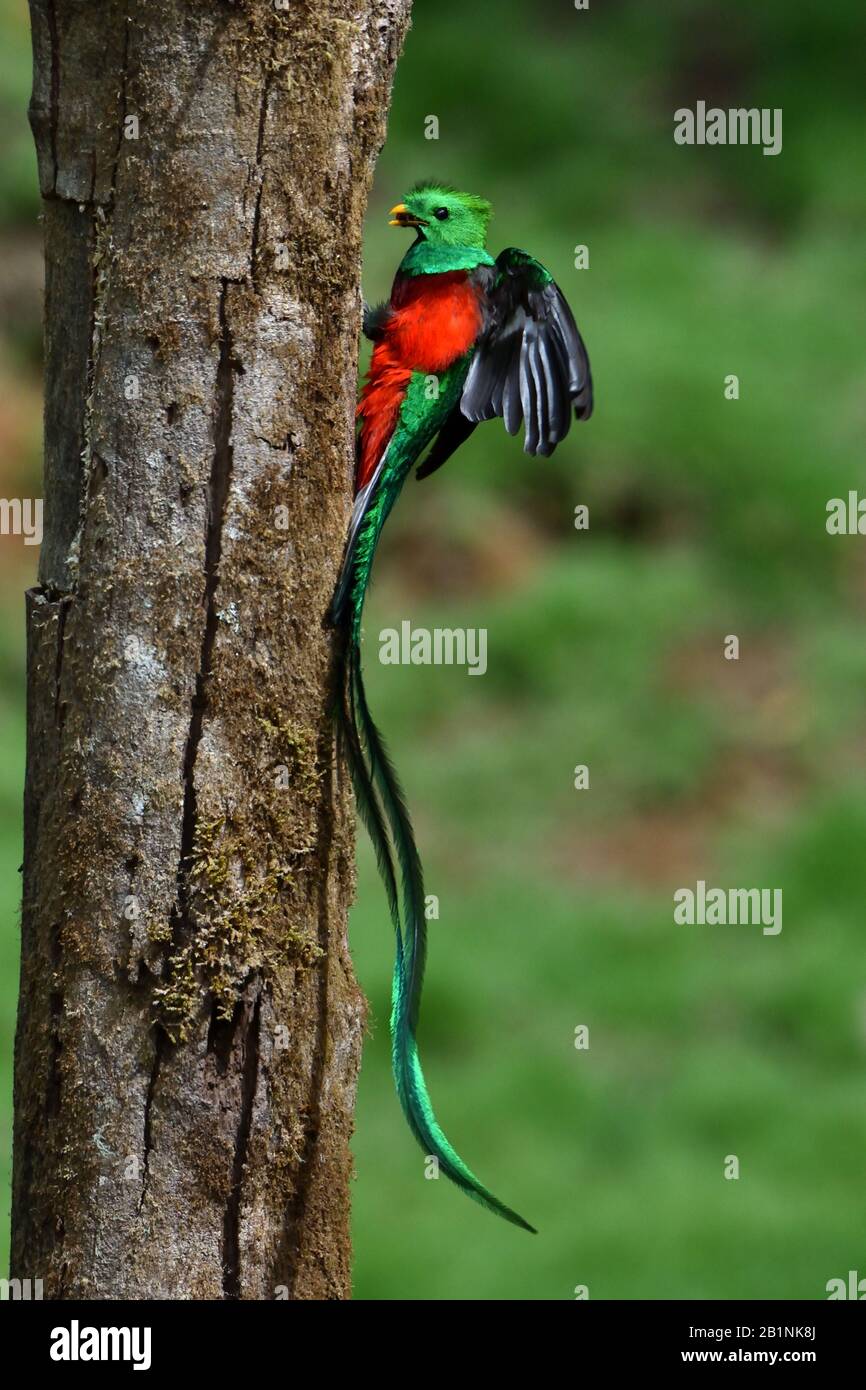 Resplendent Quetzal in flight to the nest Costa Rican cloud forest ...