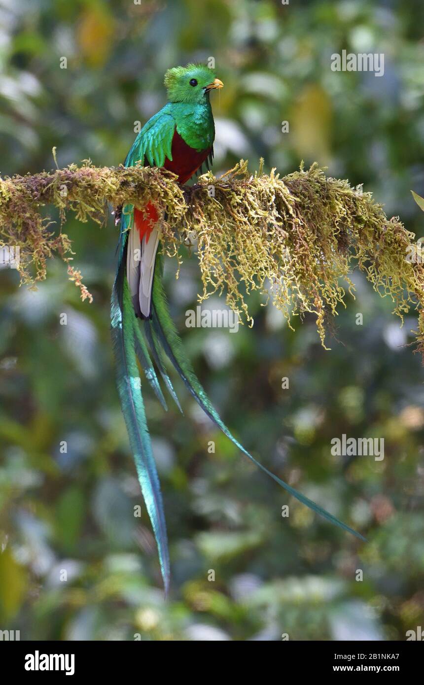 Resplendent Quetzal in Costa Rican cloud forest Stock Photo - Alamy