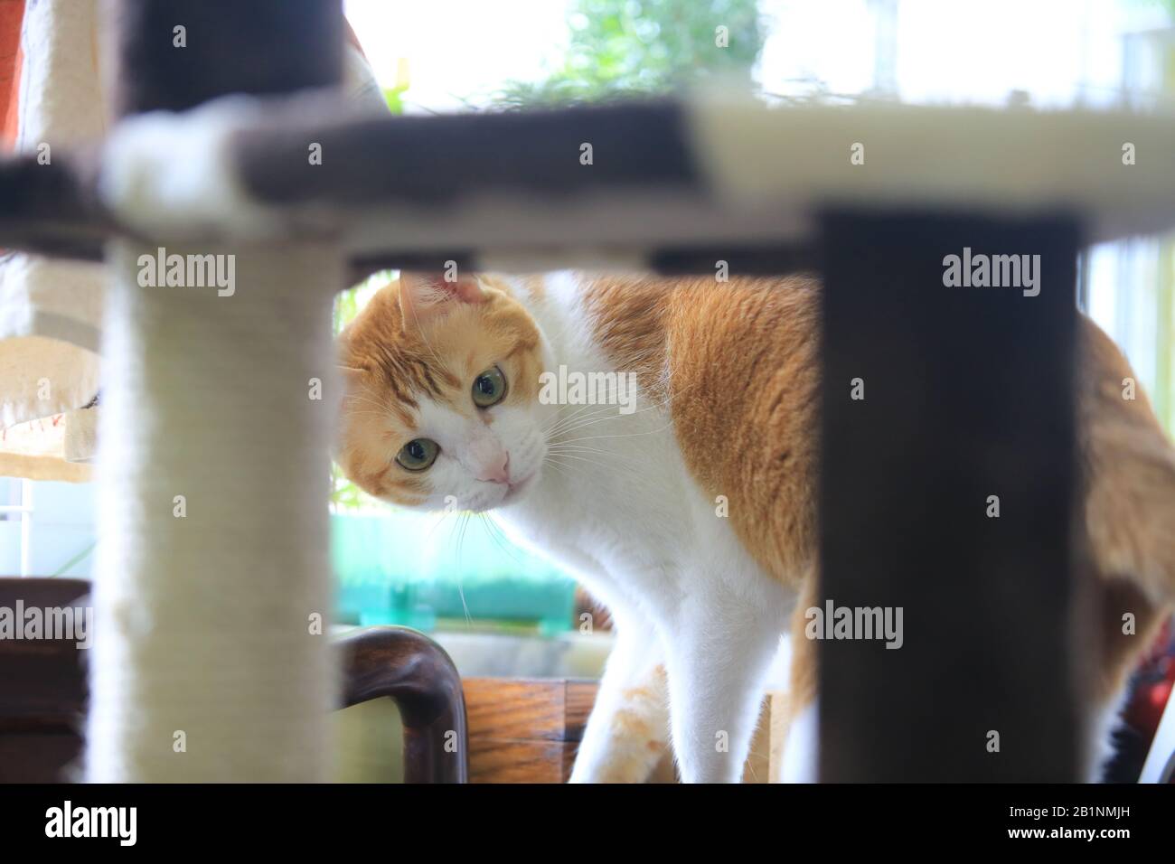 cat find something Stock Photo - Alamy