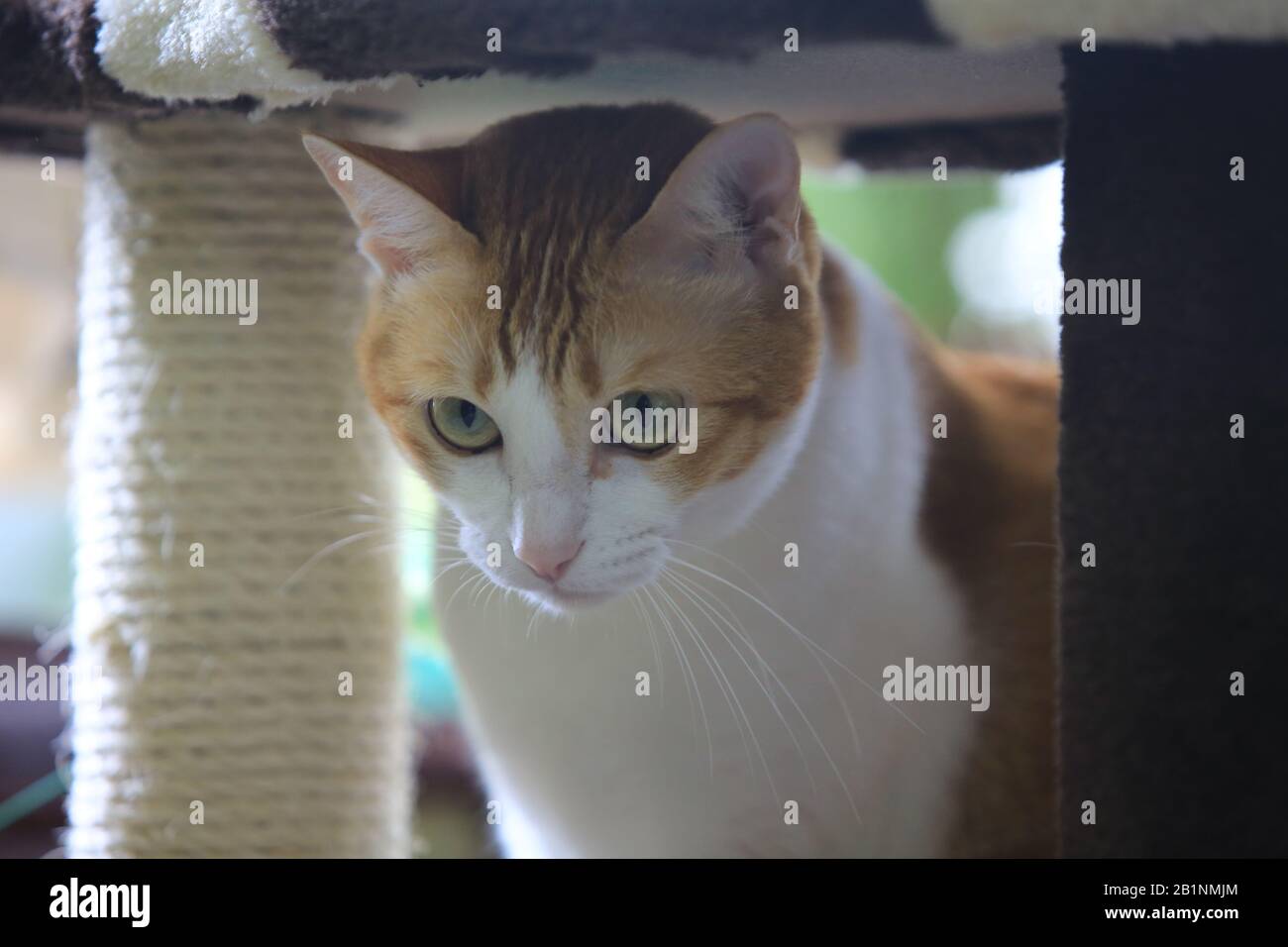 Bad head hi-res stock photography and images - Alamy