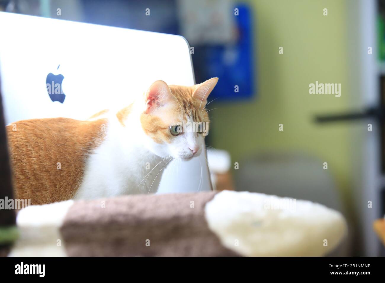 cat find something Stock Photo - Alamy