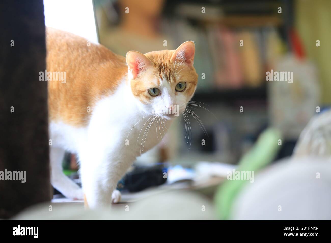 cat find something Stock Photo - Alamy