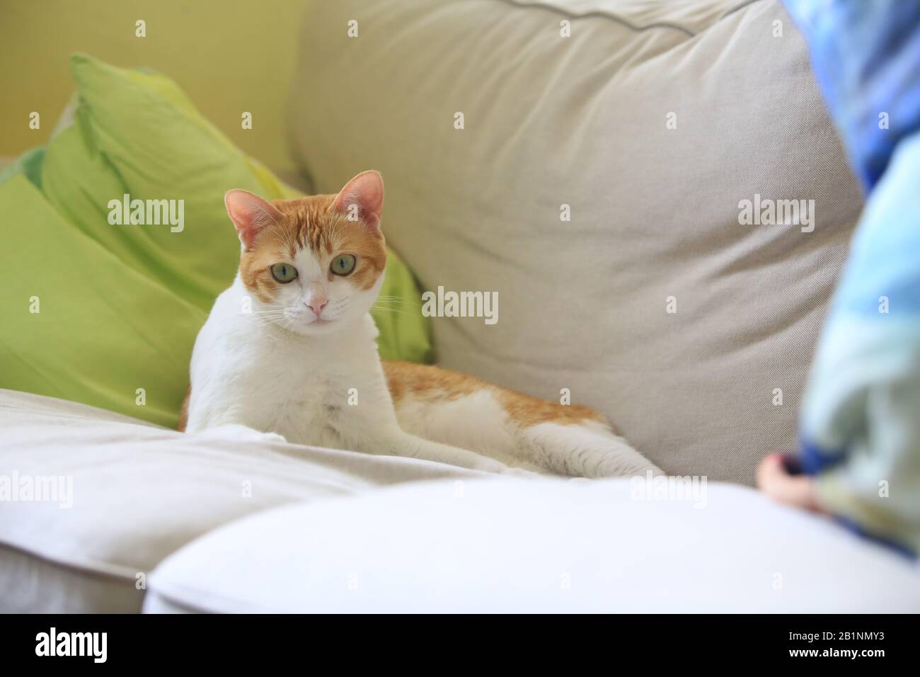 Cat indoor unhappy hi-res stock photography and images - Alamy