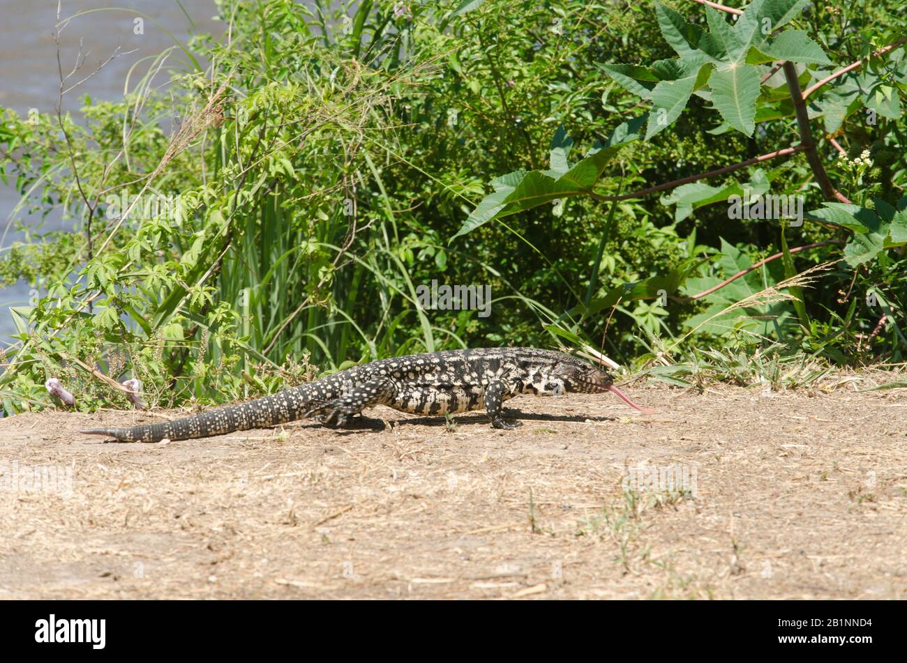 Argentine black and white tegu, Salvatore merianae, the largest of thr ...