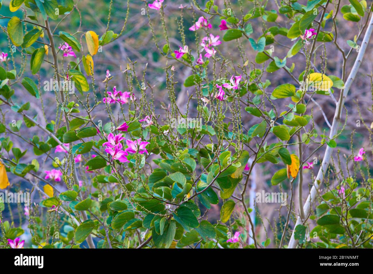 Purple bauhinia flowers in Vietnam Stock Photo - Alamy
