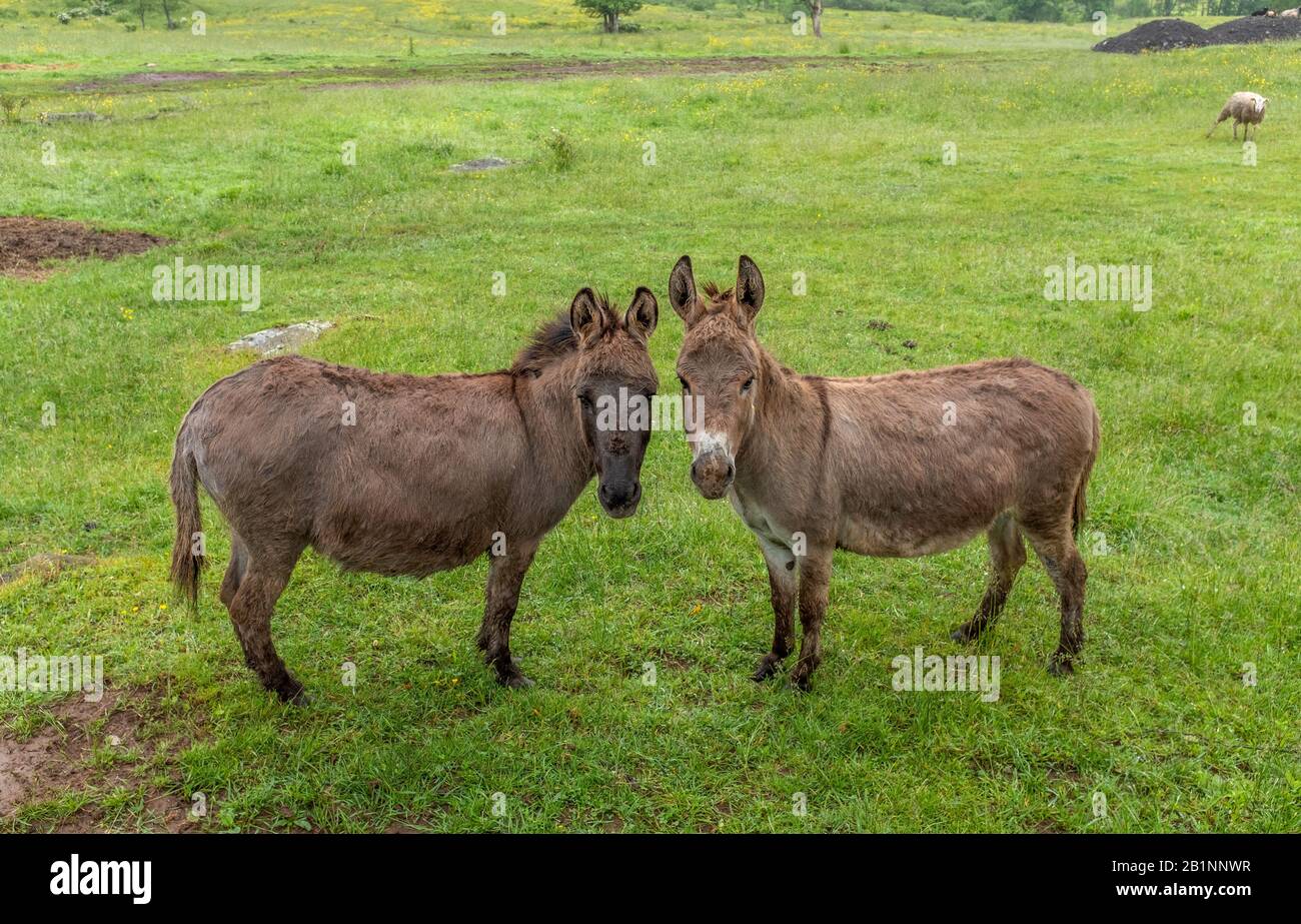 Staring Donkeys High Resolution Stock Photography and Images - Alamy
