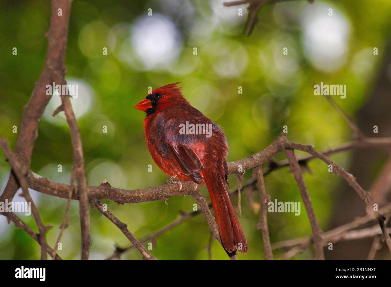 Cardinal in flight hi-res stock photography and images - Alamy
