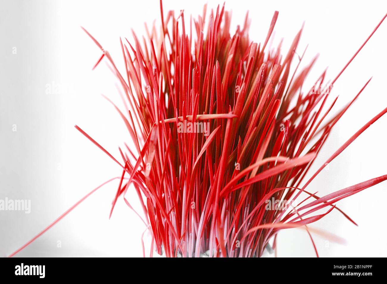 bunch of bright red fresh grass growing from a cup indoors on a clean ...