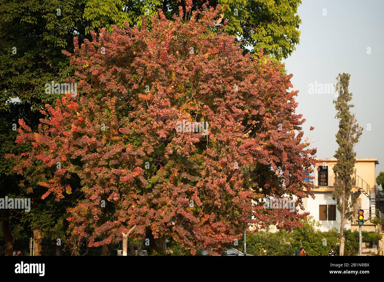 Tree in the fall season on the road in Islamabad, Pakistan Stock Photo ...