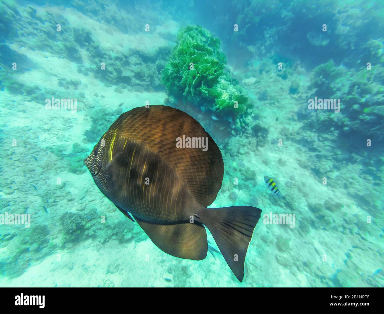 Fish in the sea. Underwater shooting in the Red Sea. Beautiful ...