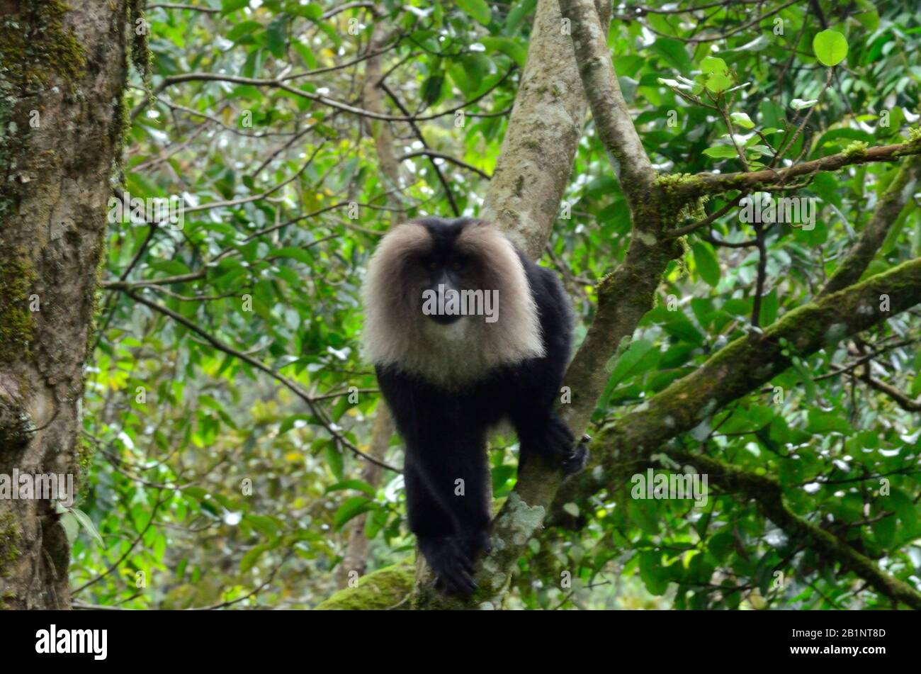 Beautiful Green Nature Wildlife Landscape at Indira Gandhi Wildlife ...