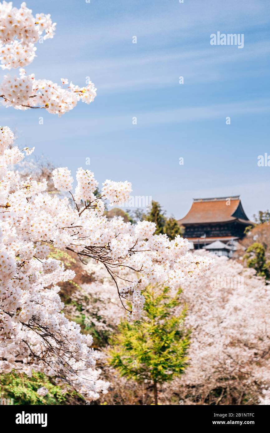 Yoshino mountain Yoshimizu Shrine with spring cherry blossoms in Nara ...