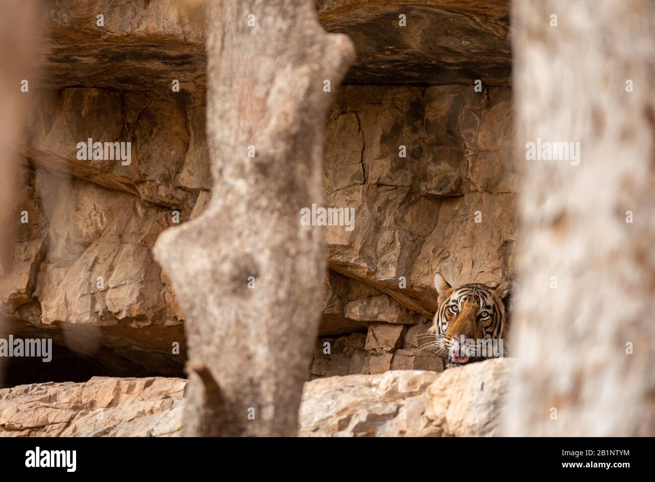 Tiger den hi-res stock photography and images - Alamy