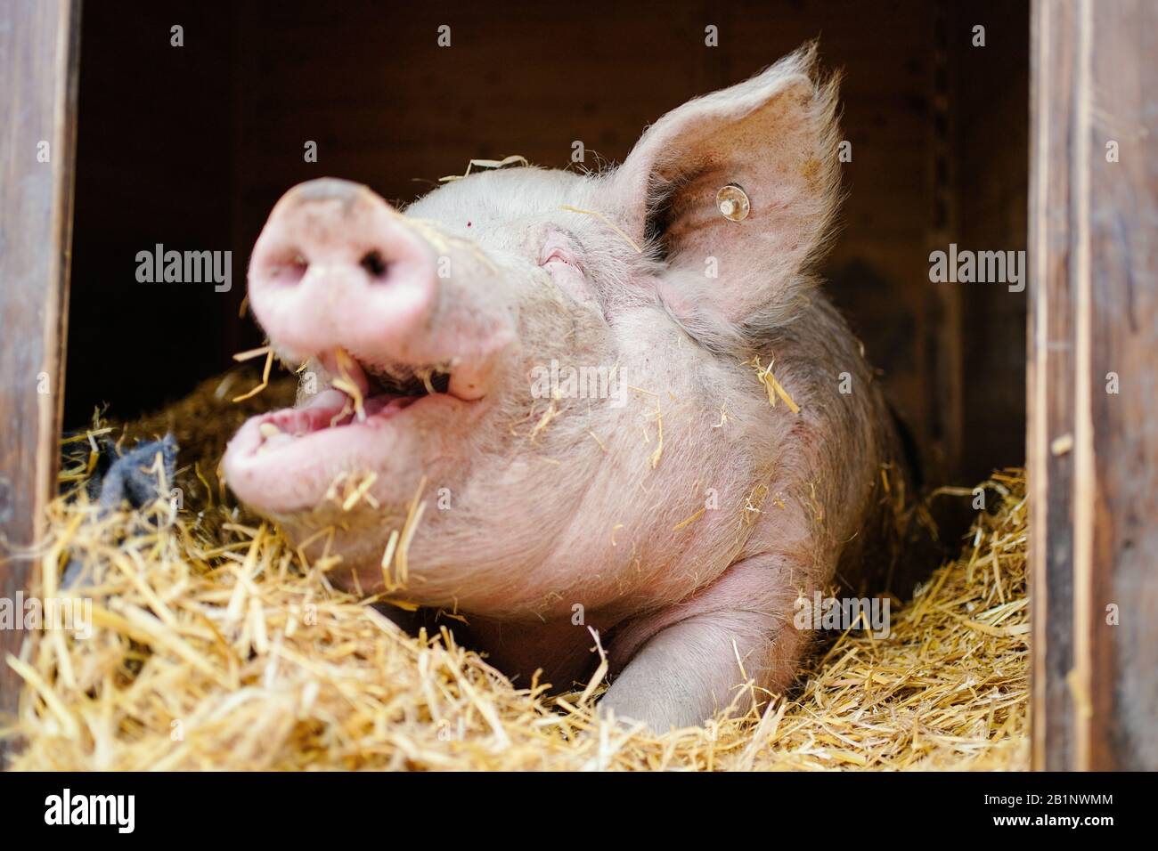 Pig yawning hi-res stock photography and images - Alamy