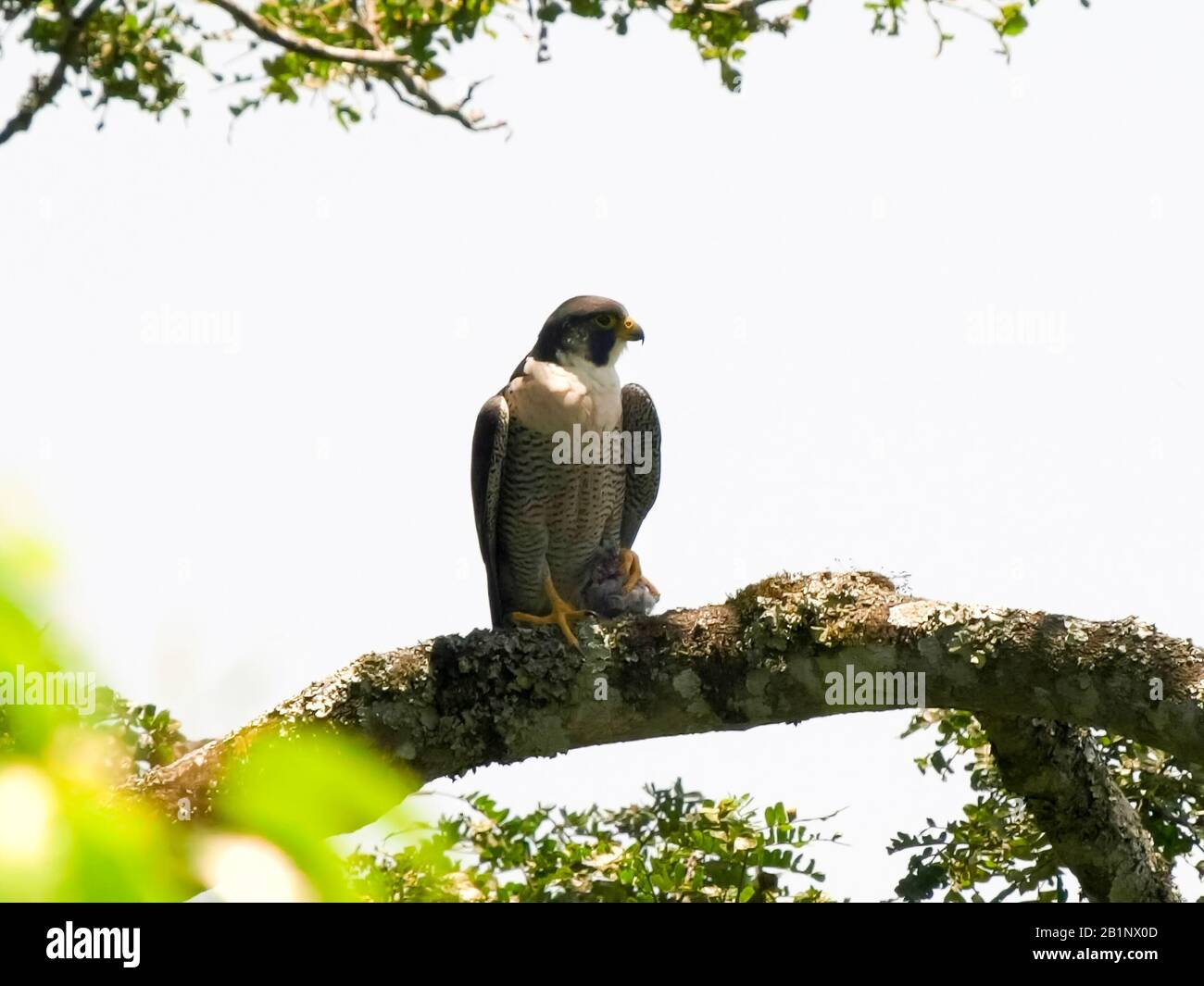 falcon in tree at arusha national park in tanzania Stock Photo - Alamy