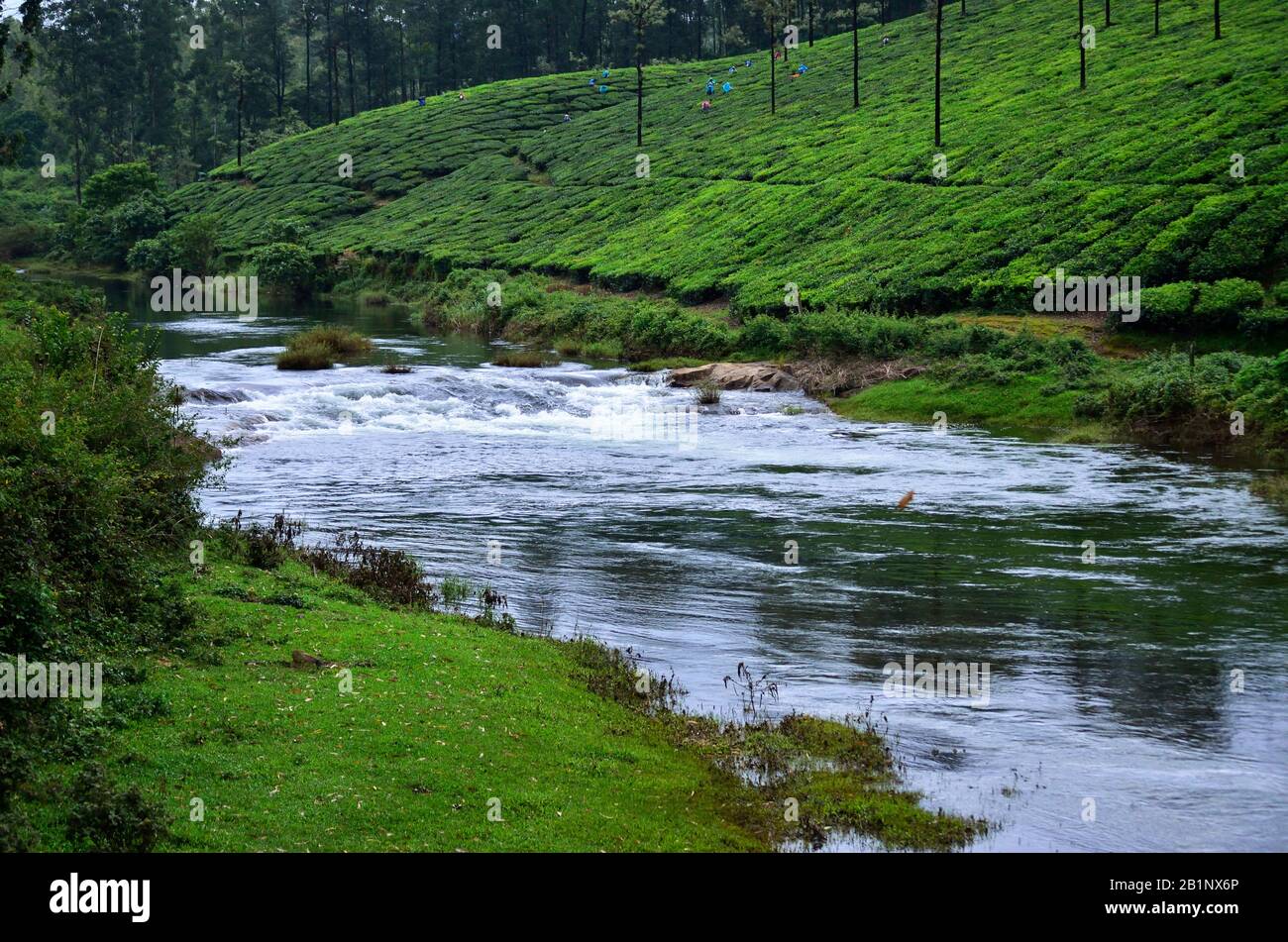Beautiful Green Nature Wildlife Landscape at Indira Gandhi Wildlife ...