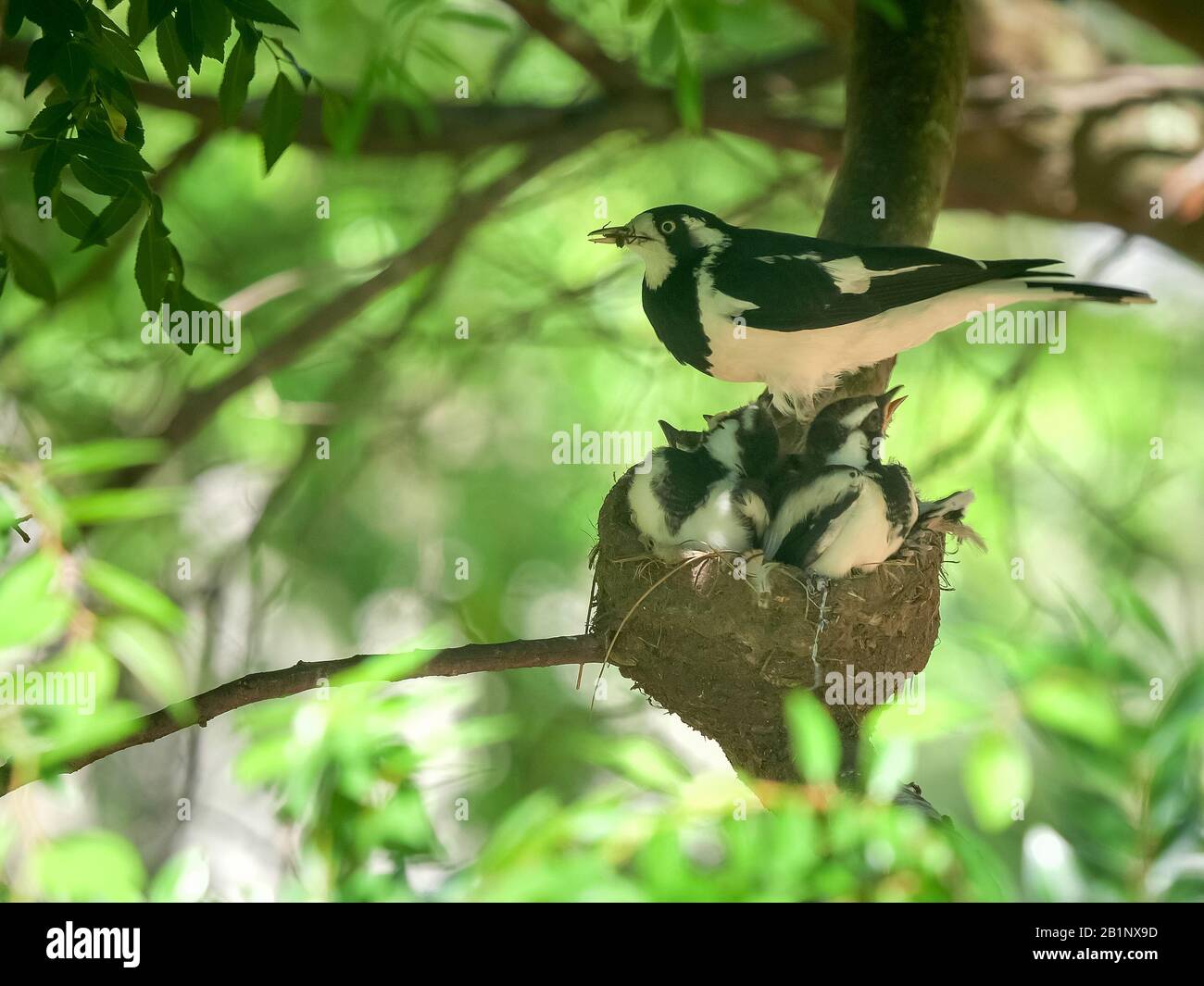 Magpie Nest High Resolution Stock Photography and Images - Alamy