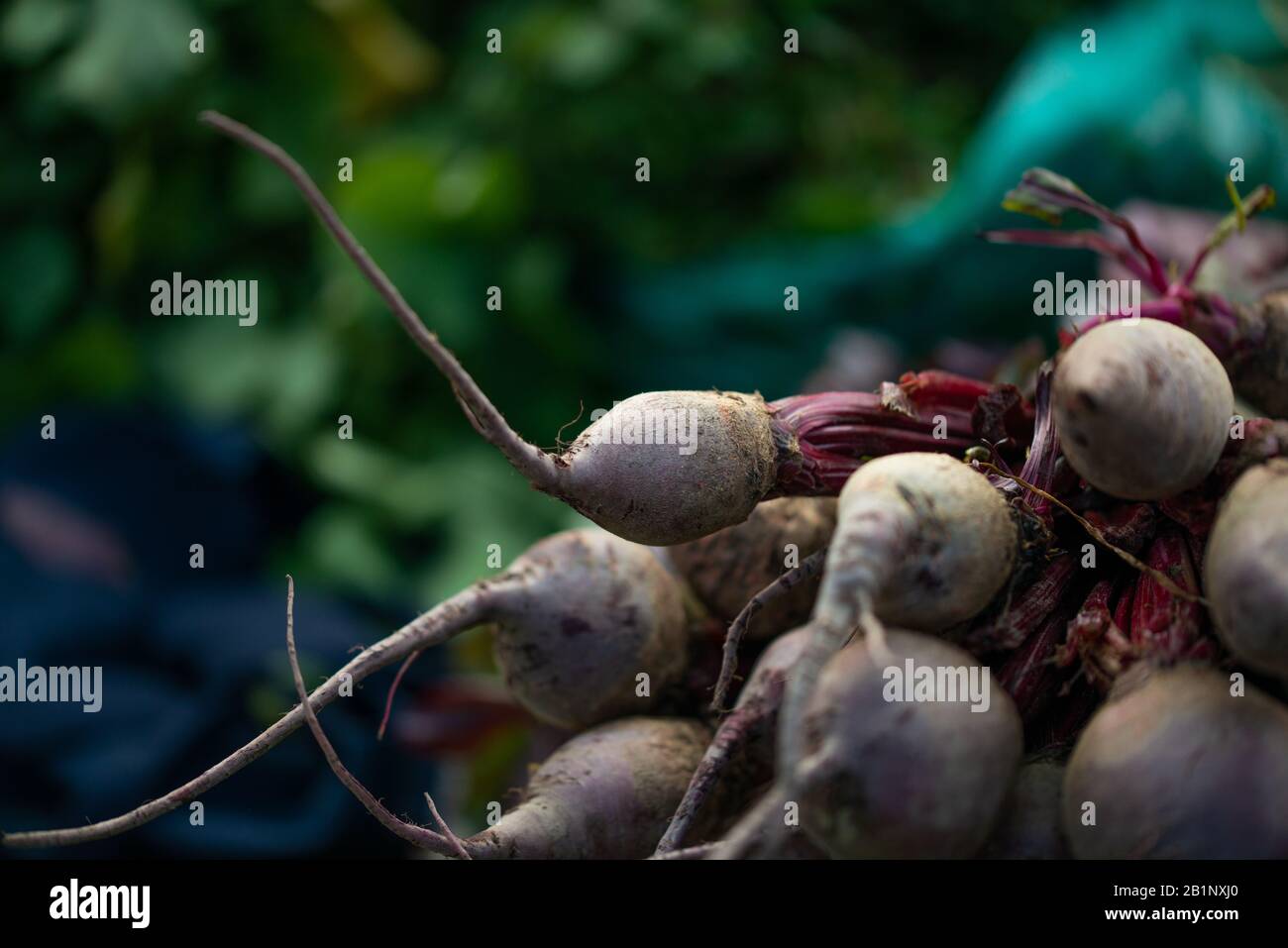 Fresh harvested beetroots, homegrown organic beets with leaves in ...