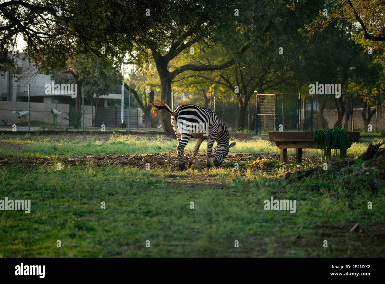 Zebra zookeeper hi-res stock photography and images - Alamy