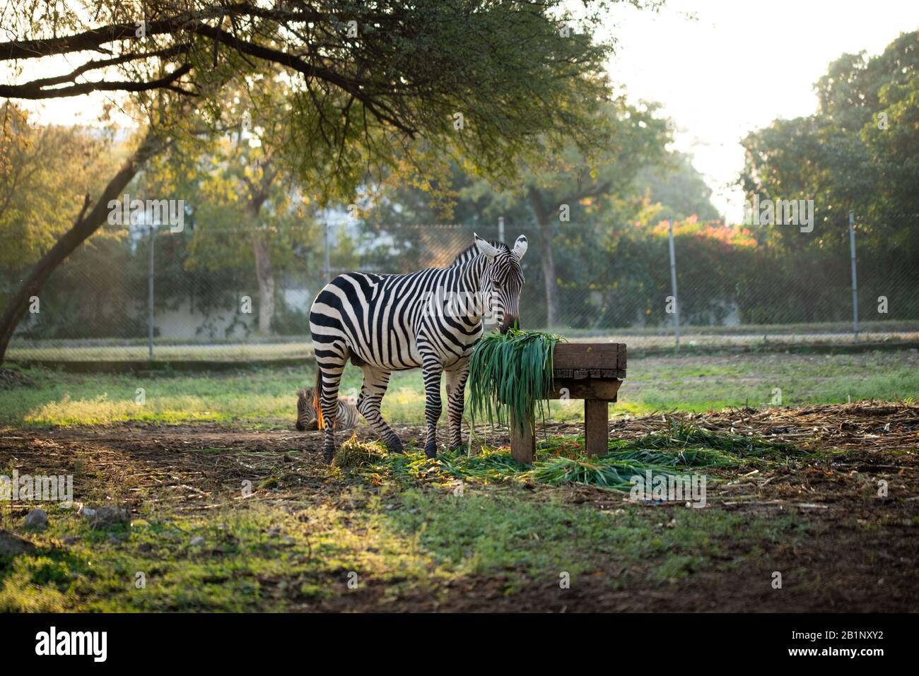 Zebra eating grass in the zoo Stock Photo - Alamy