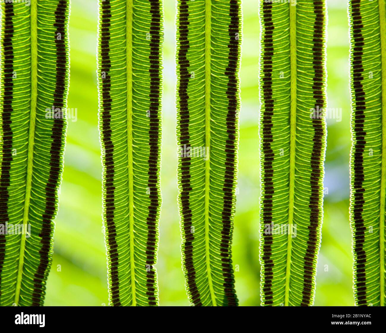 Fern life cycle hi-res stock photography and images - Alamy