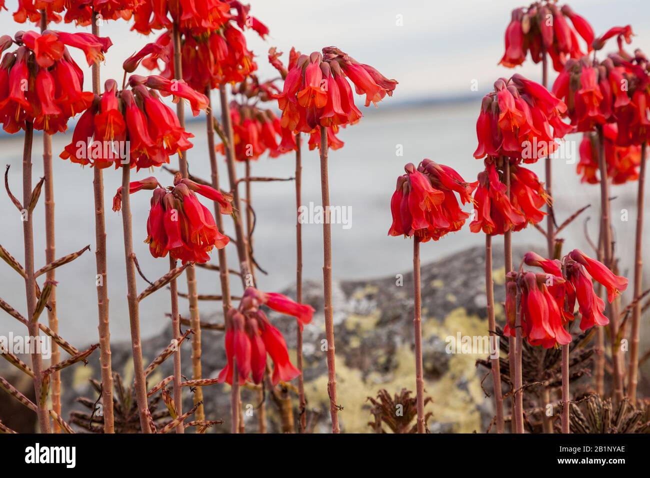 Bryophyllum delagoense,A fleshy herbaceous plant with upright stems ...