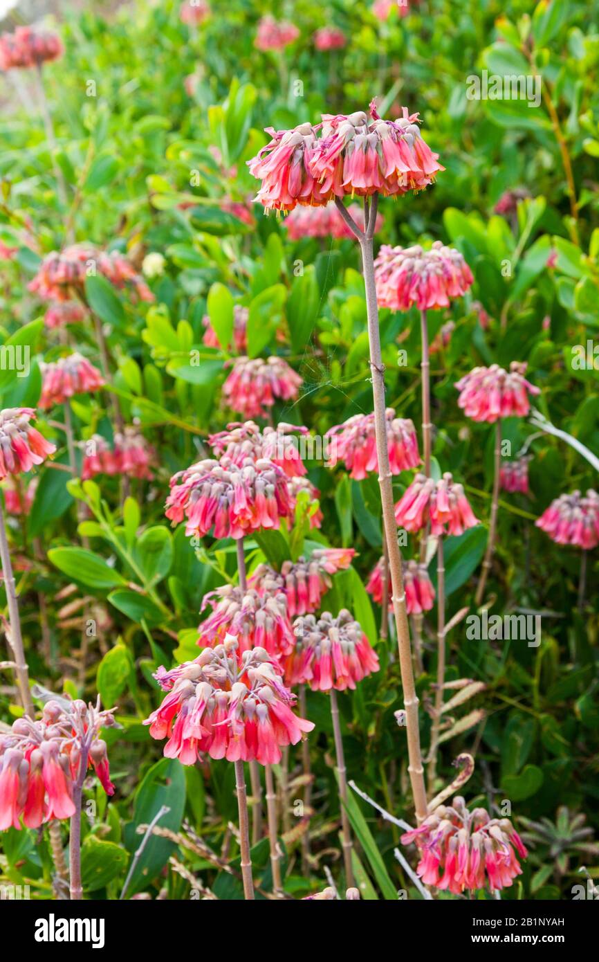 Bryophyllum hi-res stock photography and images - Alamy