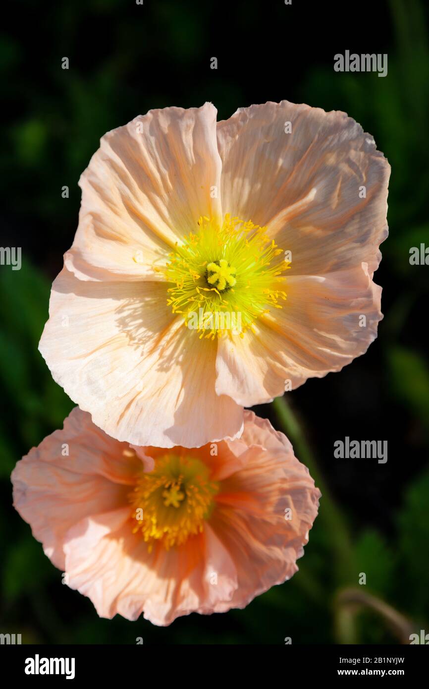 Poppies are herbaceous plants, often grown for their colourful flowers ...