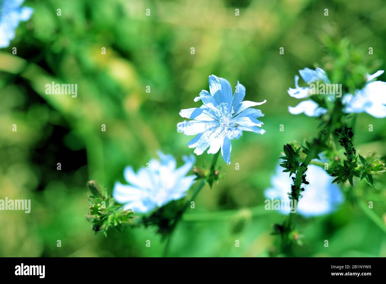 Beautiful chicory flowers on a summer lawn. Green color toned Stock ...