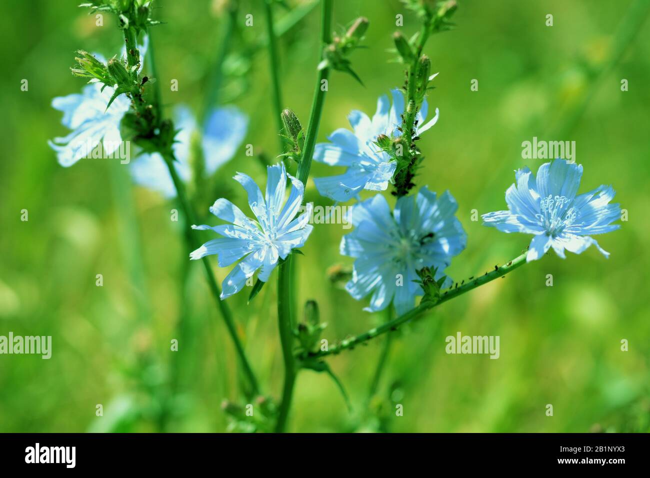 Beautiful blue chicory flowers hi-res stock photography and images - Alamy