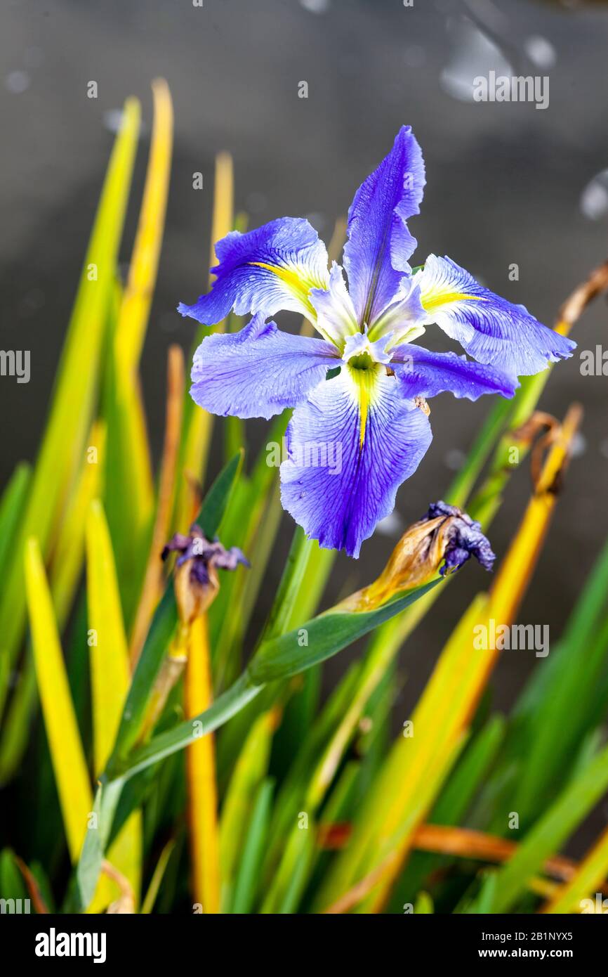 Iris species hi-res stock photography and images - Alamy