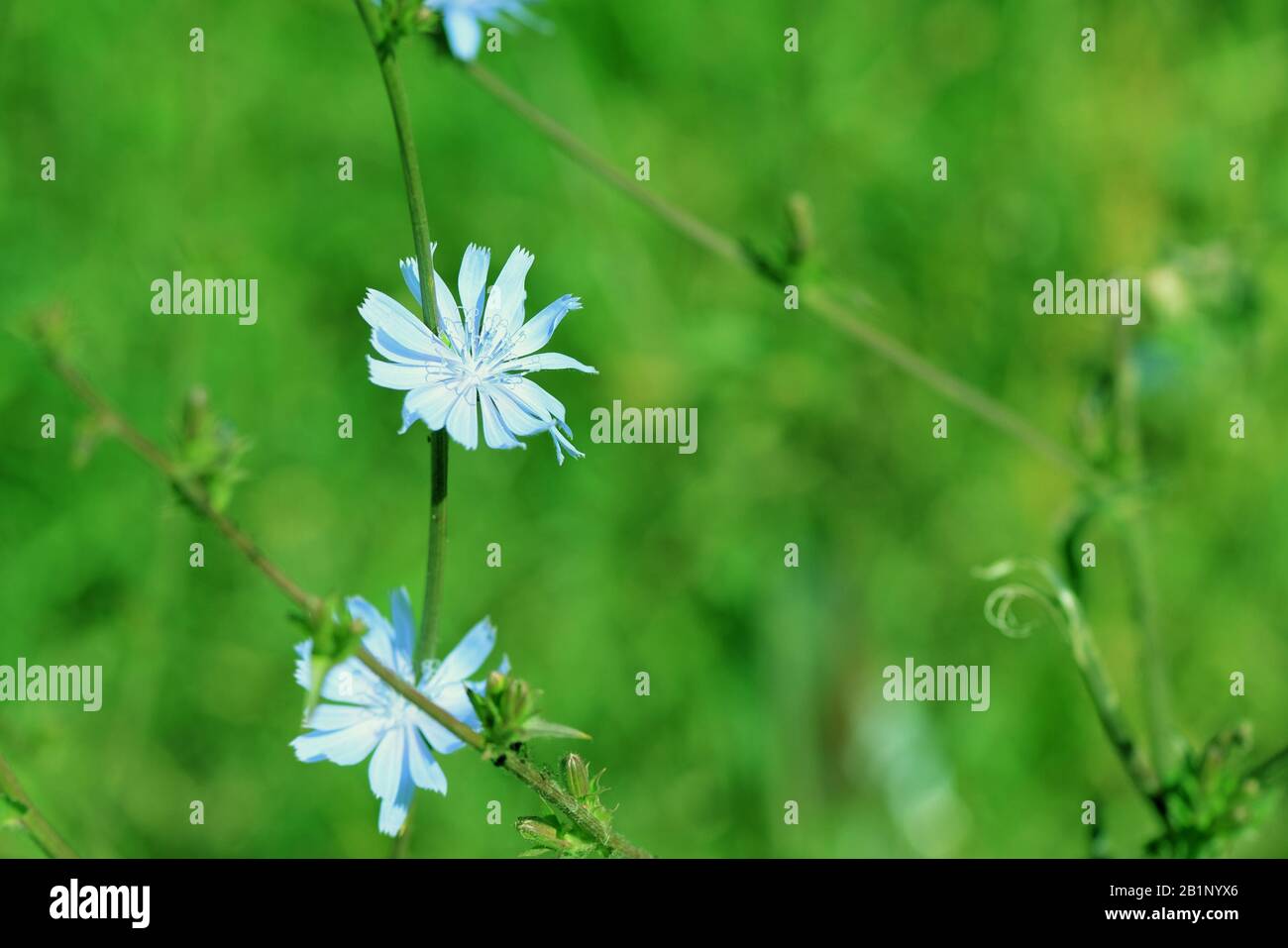 Beautiful chicory flowers on a summer lawn. Green color toned Stock ...